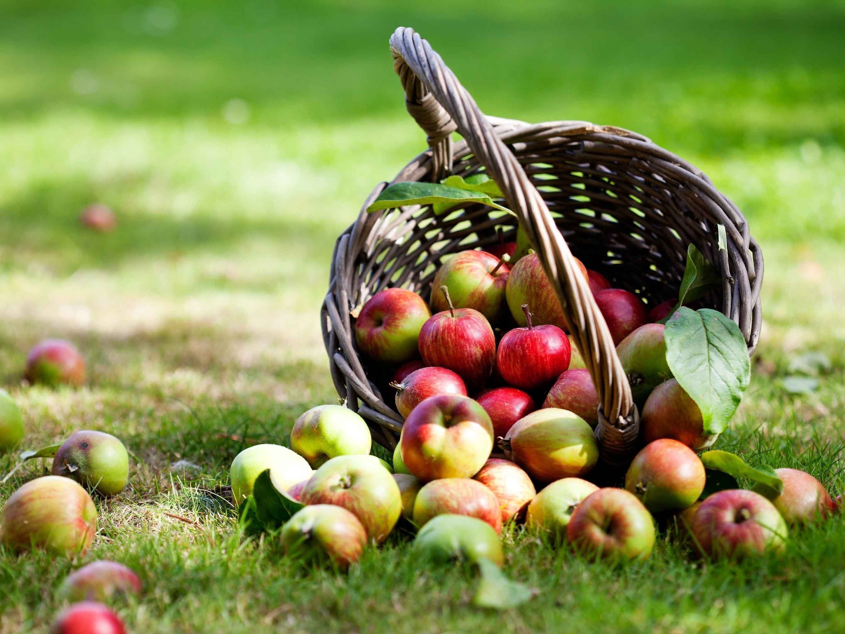 Apfel Elstar Wann Ernten
