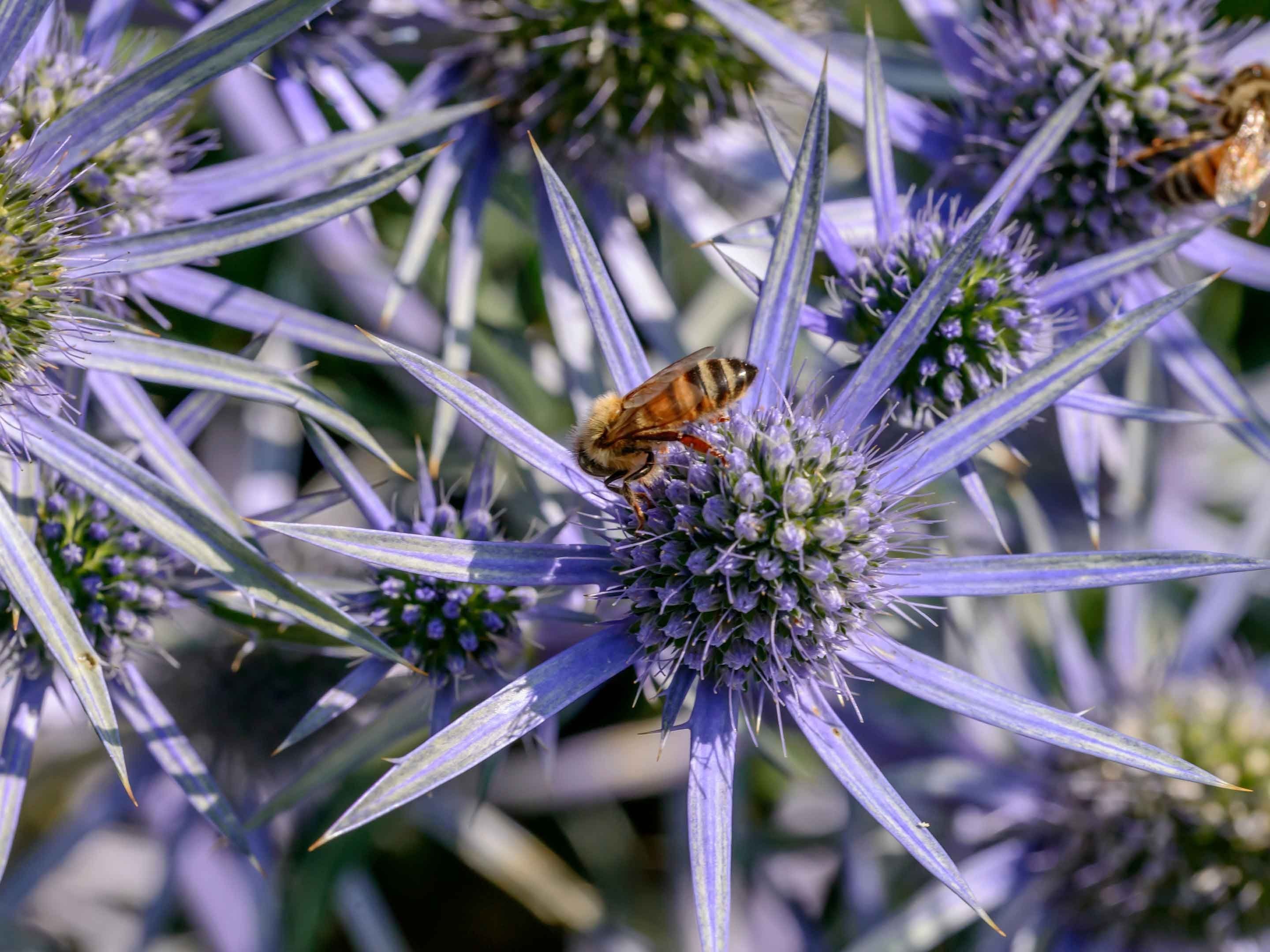 Distel Gut Für Leber